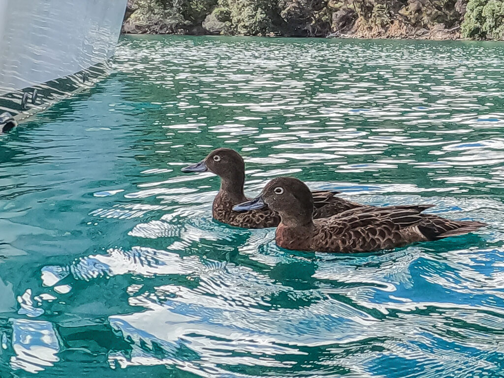 Two weeks and returned from Great Barrier Island – Wild World